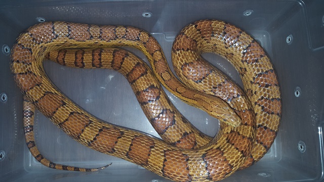 SNAKES – HOLLEYNET